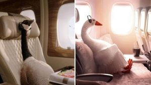 Air New Zealand cries fowl over Emirates goose advert – Australian Aviation